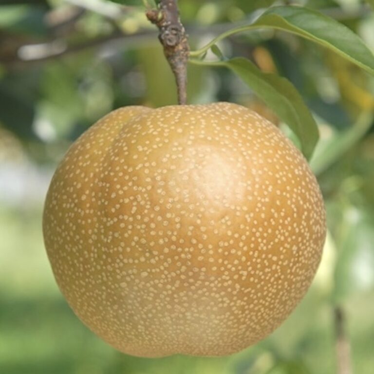 新潟県の梨は江戸幕府への献上品だった！ 新潟の隠れた“お国自慢”、梨の季節がやってきた | 【公式】銀座・新潟情報館 THE NIIGATA